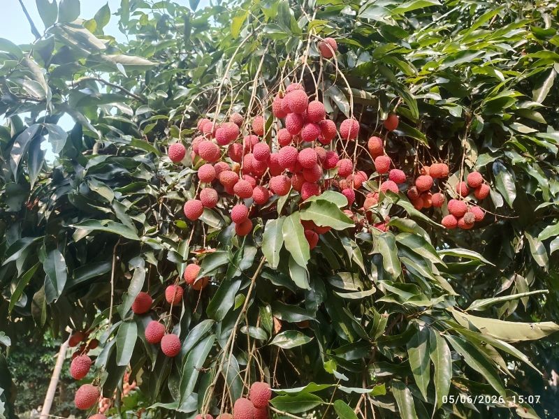 APEDA facilitates first export of GI-tagged Tezpur Litchi from Assam to ...