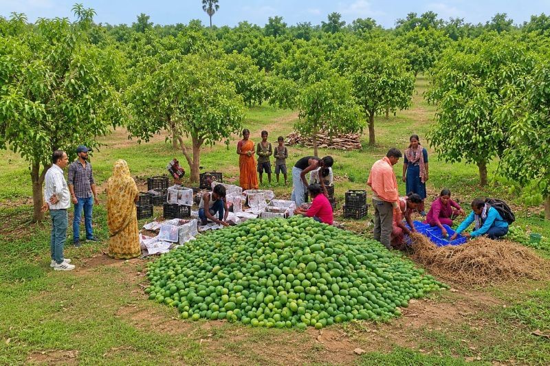 Jharkhand’s first commercial mango export to UK flagged off by APEDA in ...